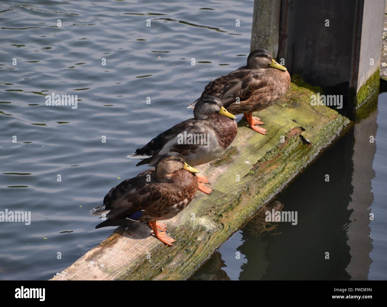 Ducks on the Thames Stock Photo - Alamy