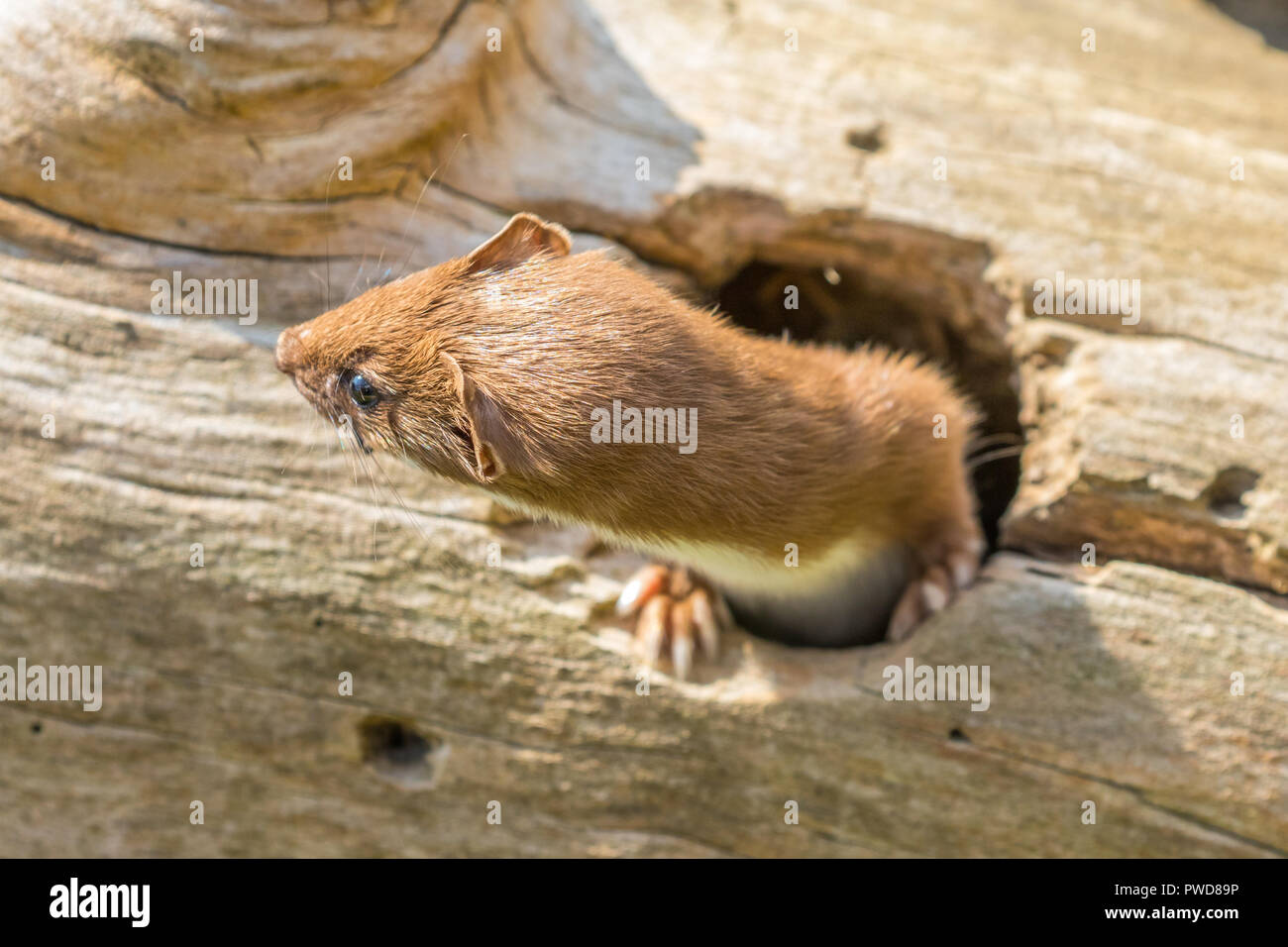 Weasel or Least weasel (mustela nivalis) looking out of hole in tree ...
