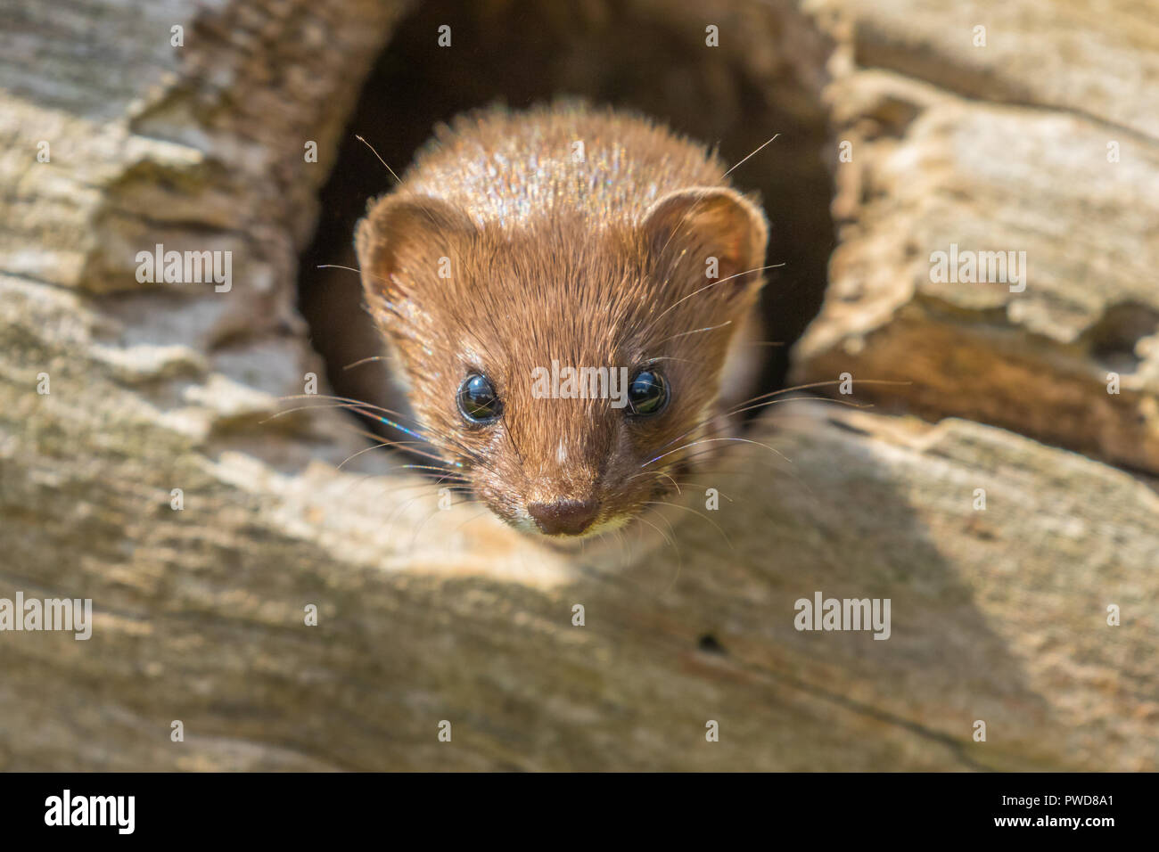 Weasel Hole High Resolution Stock Photography and Images - Alamy