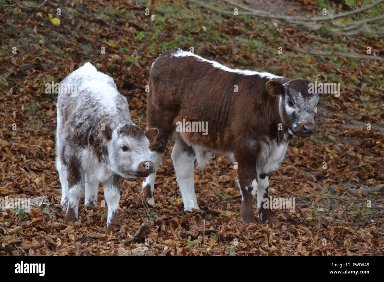 Calf cute hi-res stock photography and images - Alamy