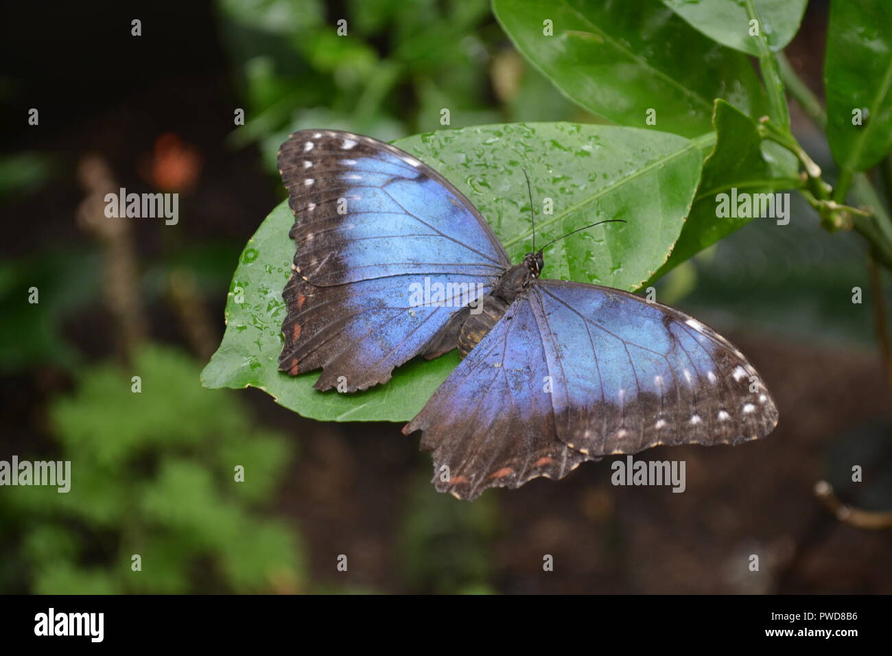 Tropical butterfly hi-res stock photography and images - Alamy