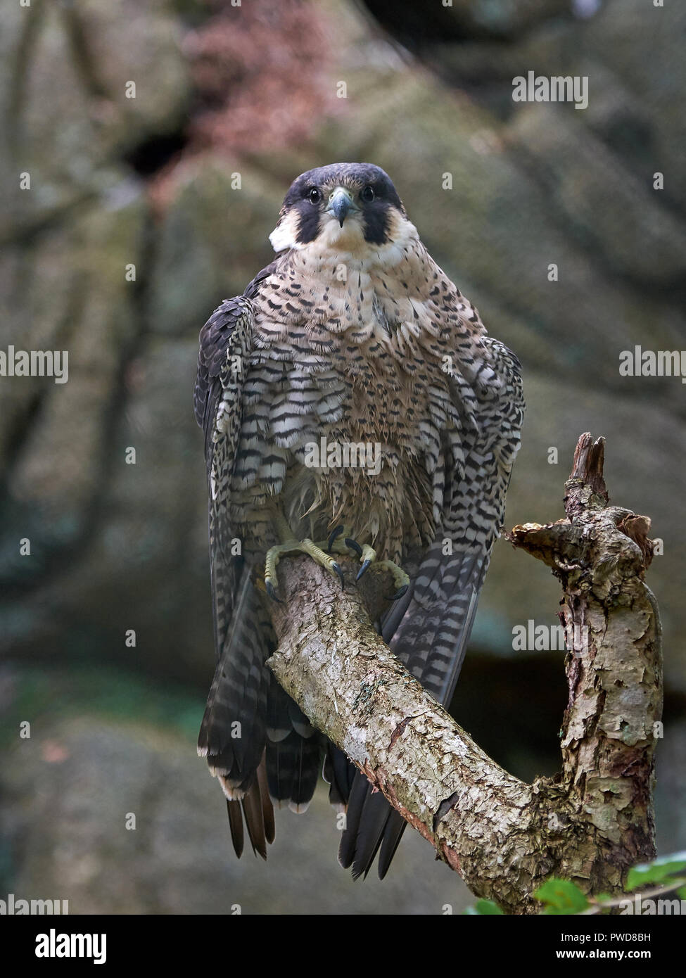 Peregrine falcon resting on a branch in its habitat Stock Photo - Alamy