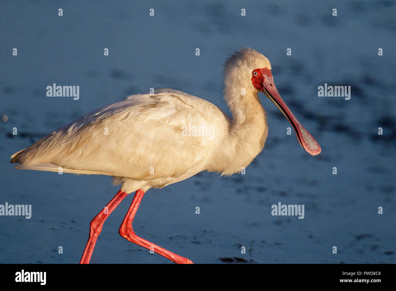 African Spoonbill Platalea alba West Coast National Park, Western Cape ...