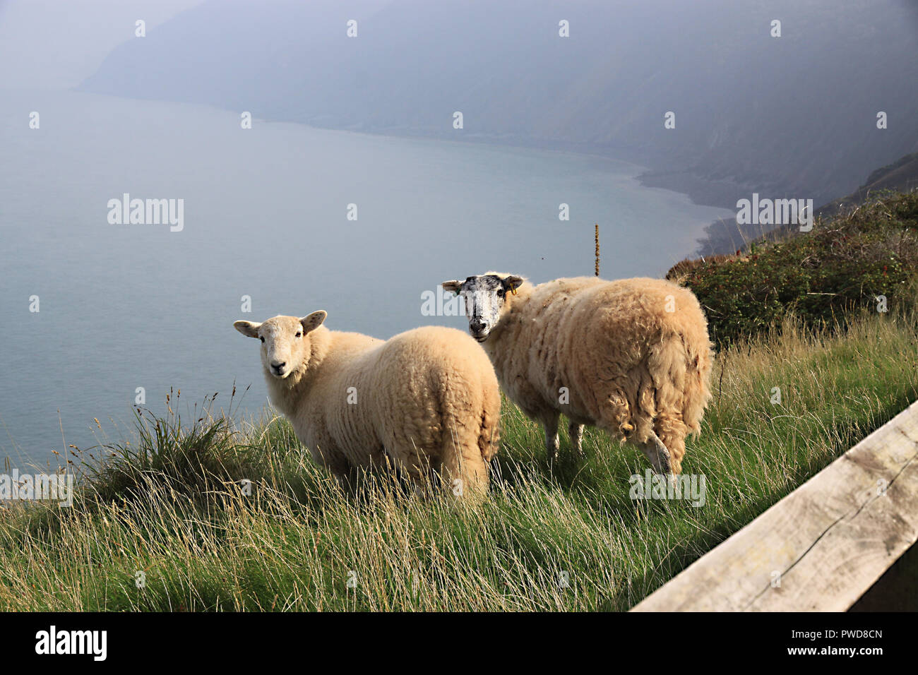 Two sheep standing on a cliff edge above the sea below looking at the ...