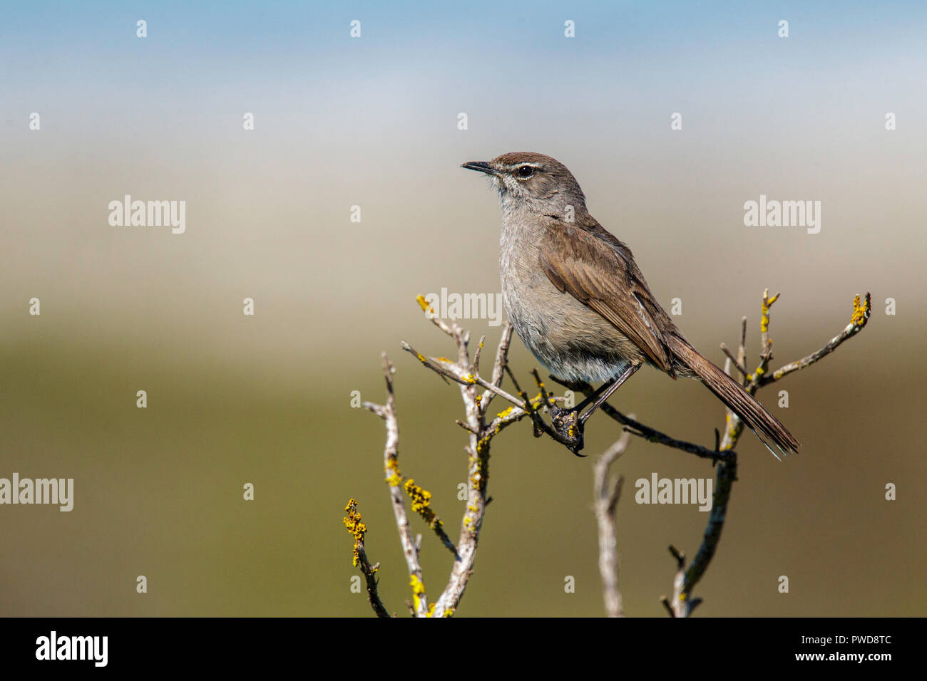 Karoo scrub hi-res stock photography and images - Alamy