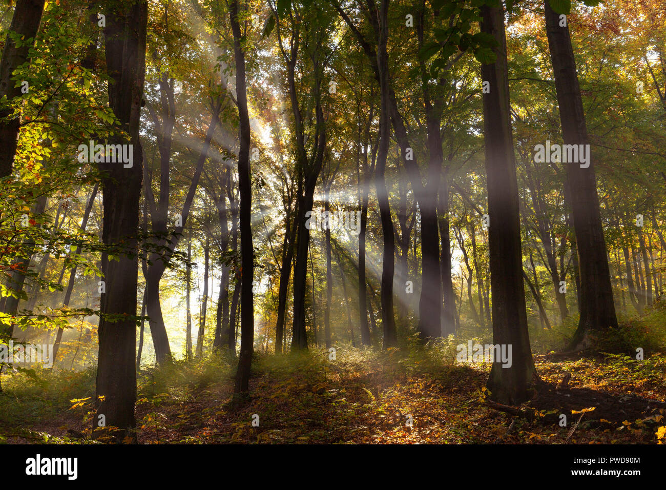 Autumn colors of the forest Stock Photo - Alamy
