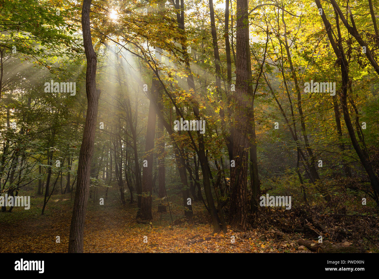 Autumn colors of the forest Stock Photo - Alamy