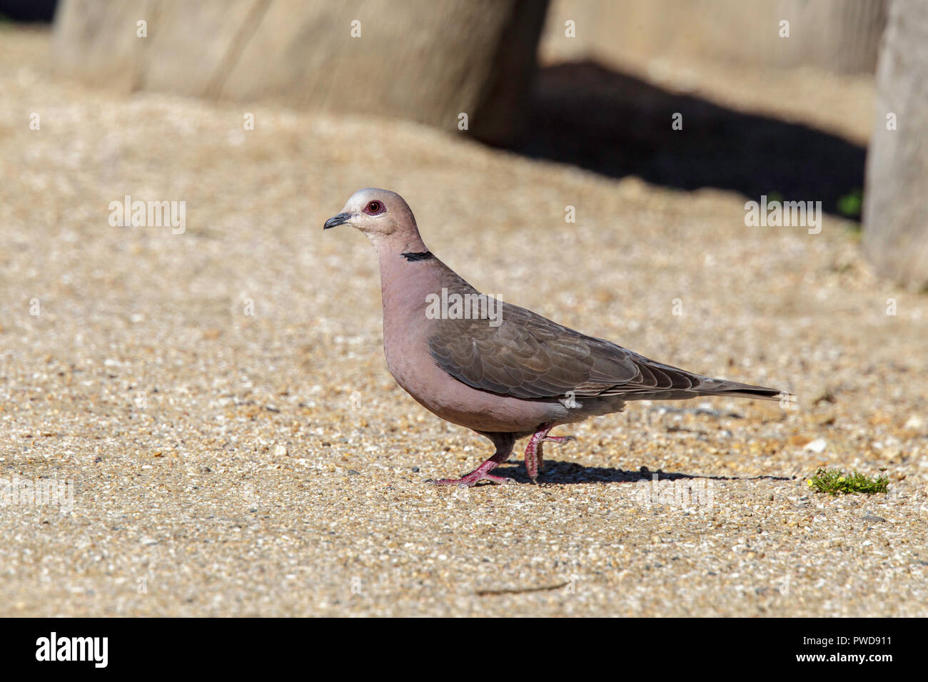 Red-eyed Dove Streptopelia semitorquata Velddrif, Western Cape, South ...