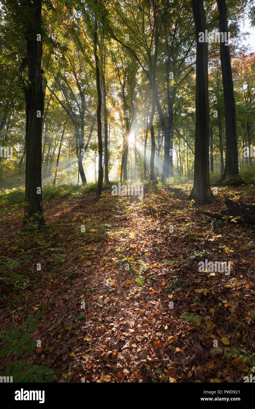 Autumn colors of the forest Stock Photo - Alamy