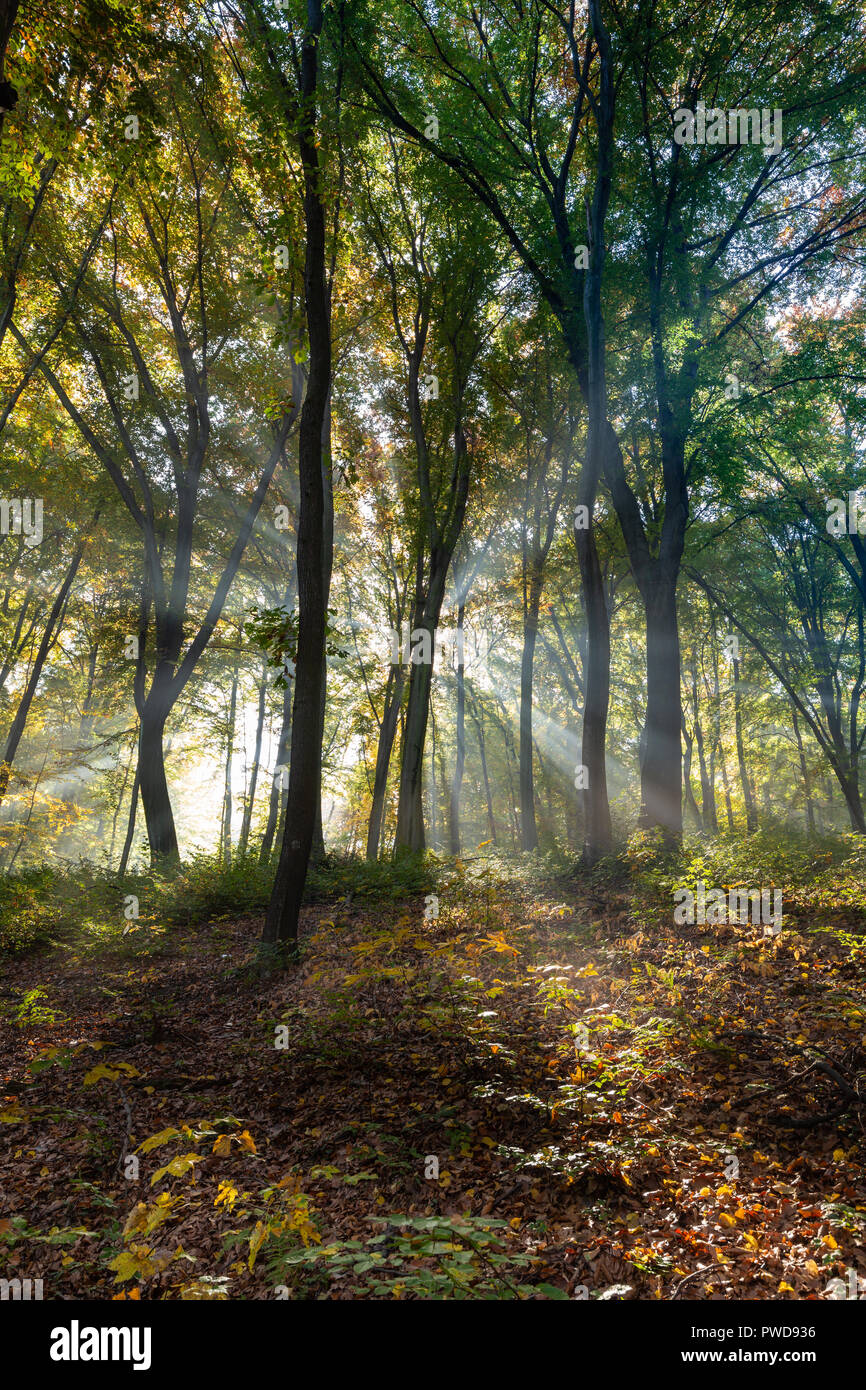 Autumn colors of the forest Stock Photo - Alamy