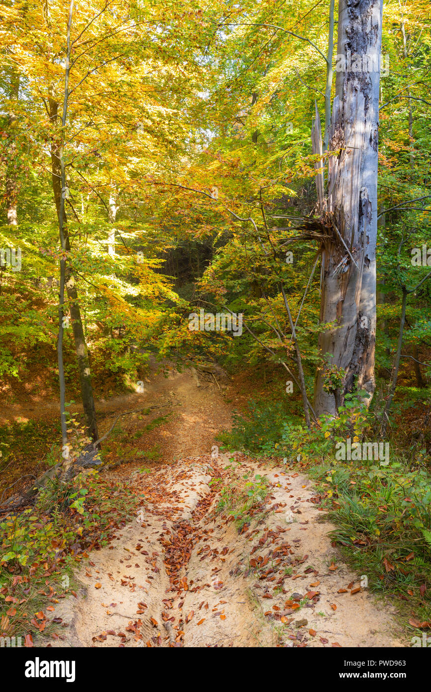Autumn colors of the forest Stock Photo - Alamy