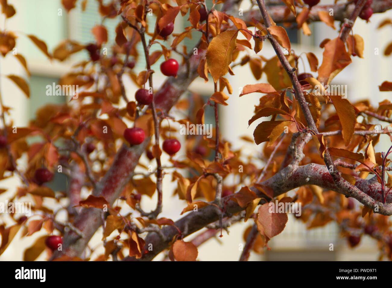berries hanging from fall trees Stock Photo - Alamy