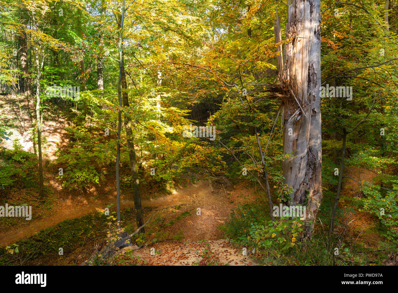 Autumn colors of the forest Stock Photo - Alamy