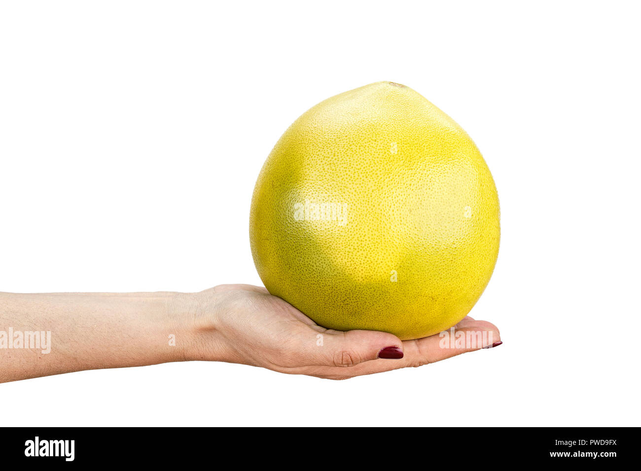 a whole citrus pomelo in a female hand on a white background isolated ...