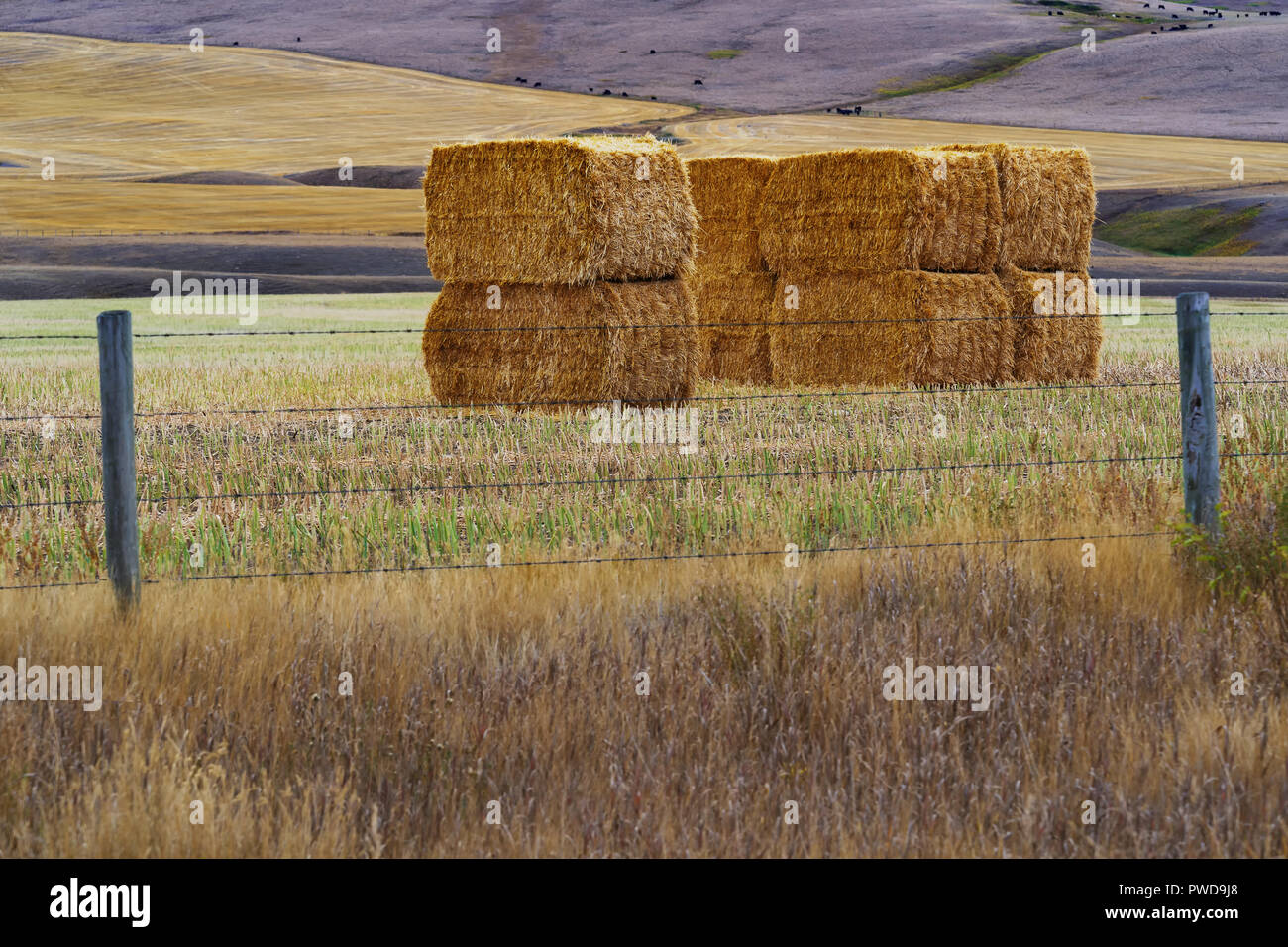 Bales of hay sit in a field at the base of the foothills of southern ...