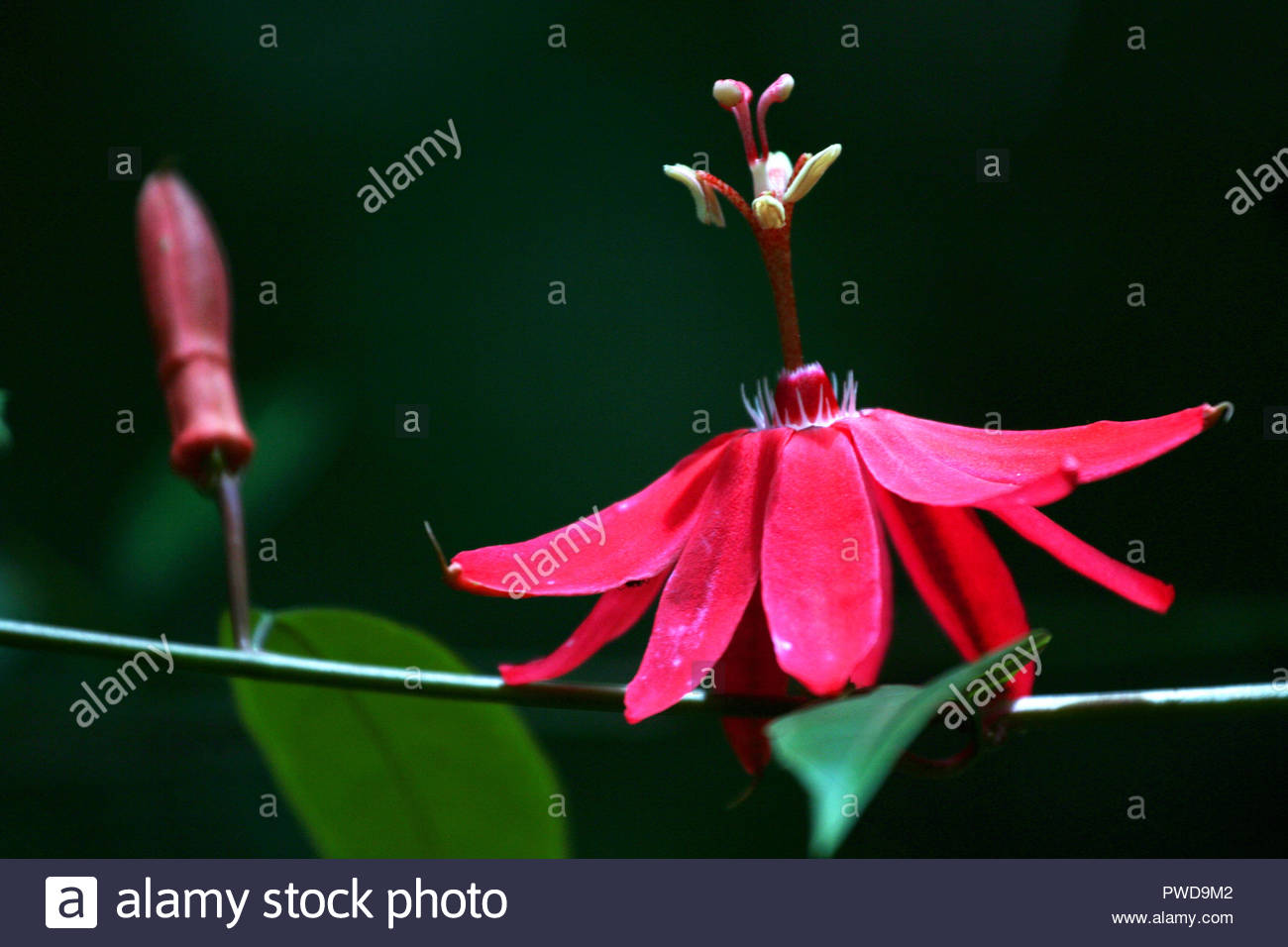Amazon Jungle Flower Stock Photos & Amazon Jungle Flower Stock Images ...