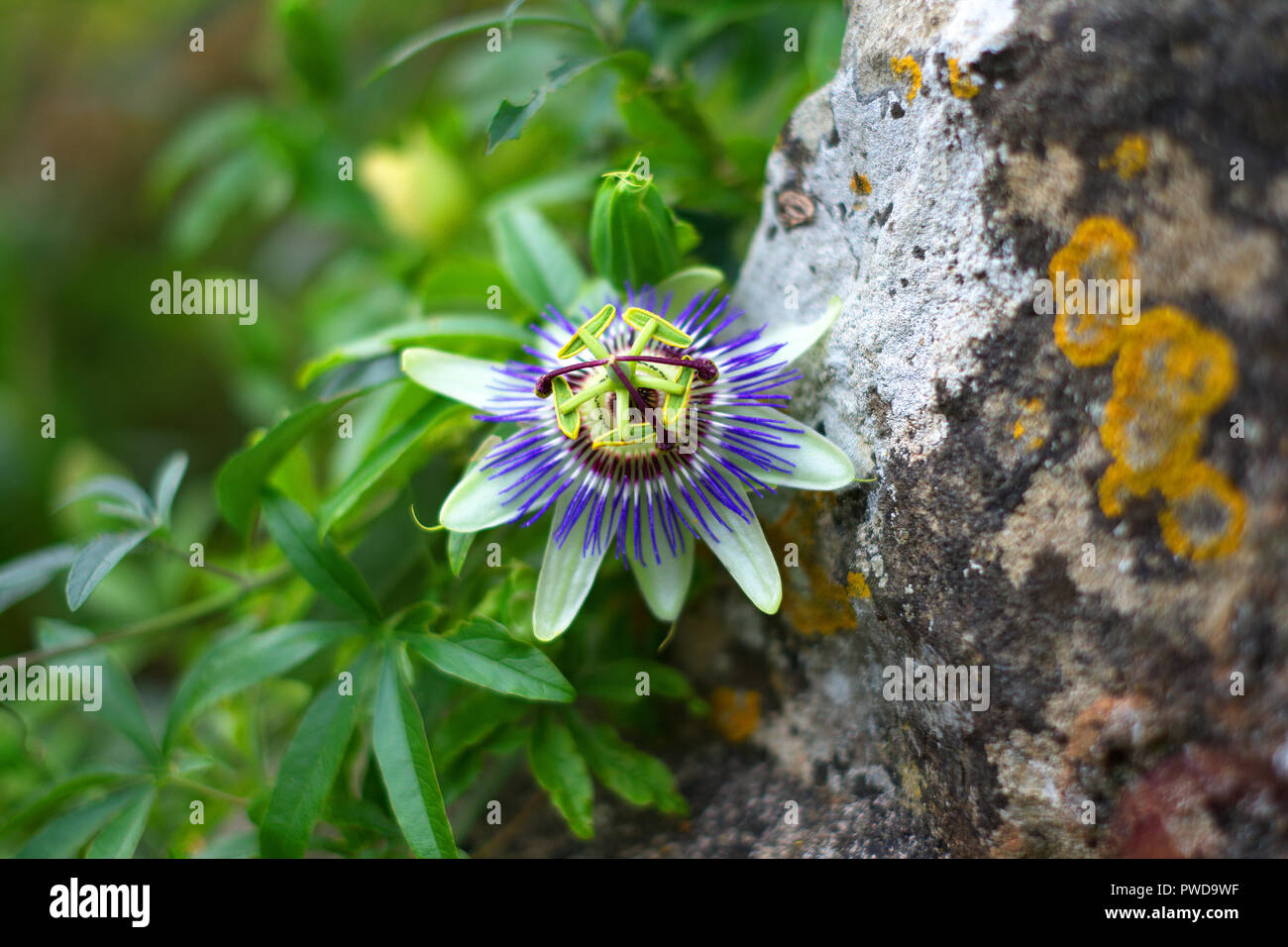 Passiflora Caerula, Blue passionflower attached to a stone wall in ...