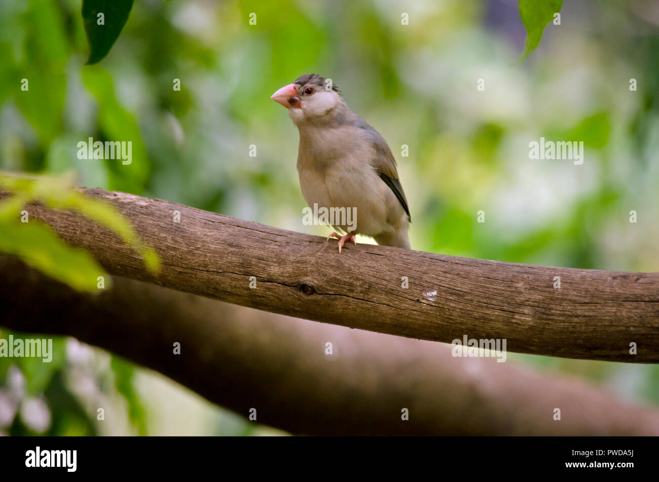 White java sparrow hi-res stock photography and images - Alamy
