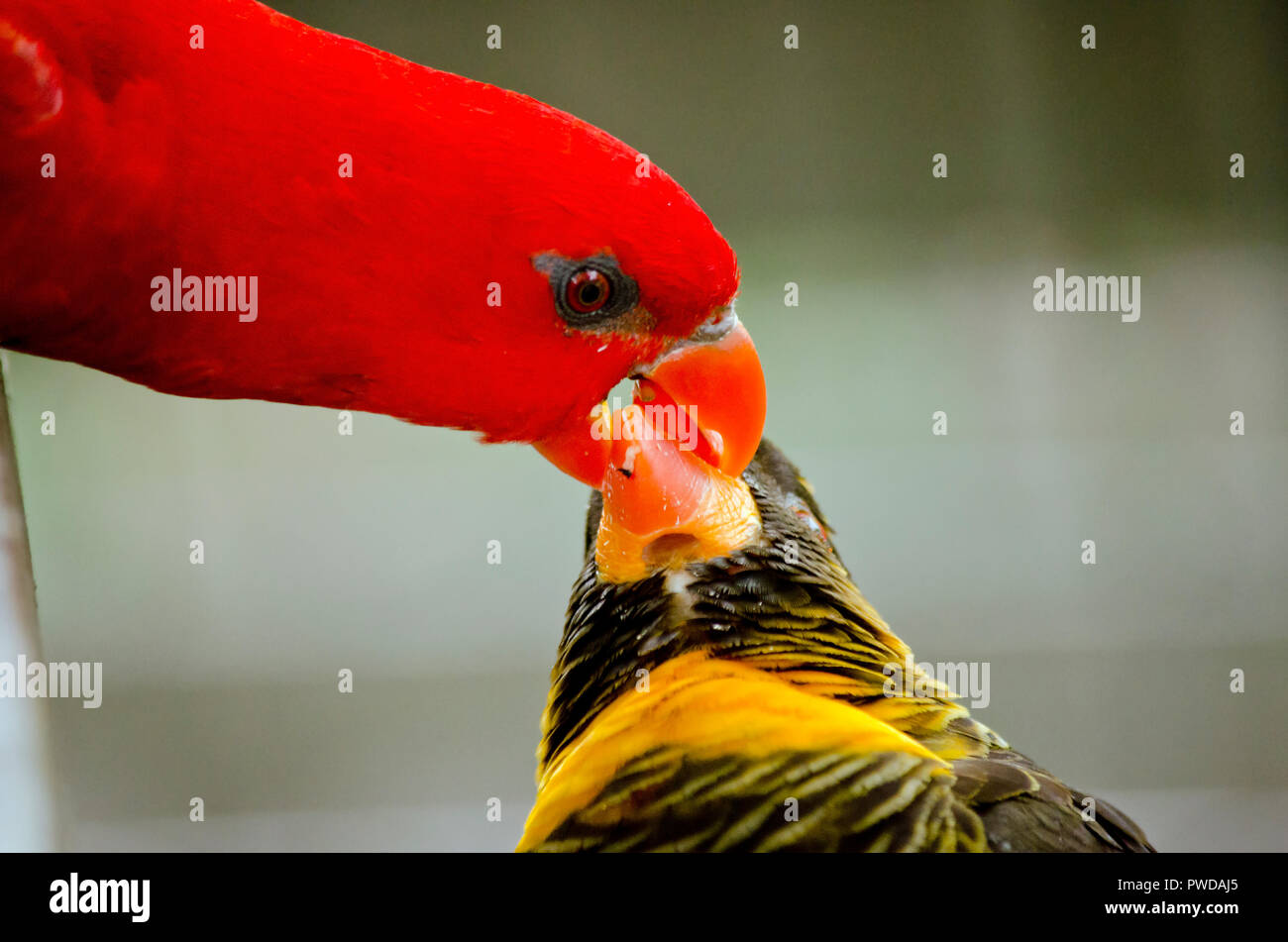 Dusky lory hi-res stock photography and images - Alamy