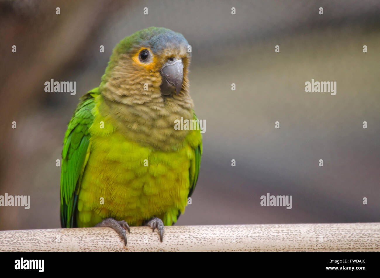 this is a close up of a parrot Stock Photo - Alamy