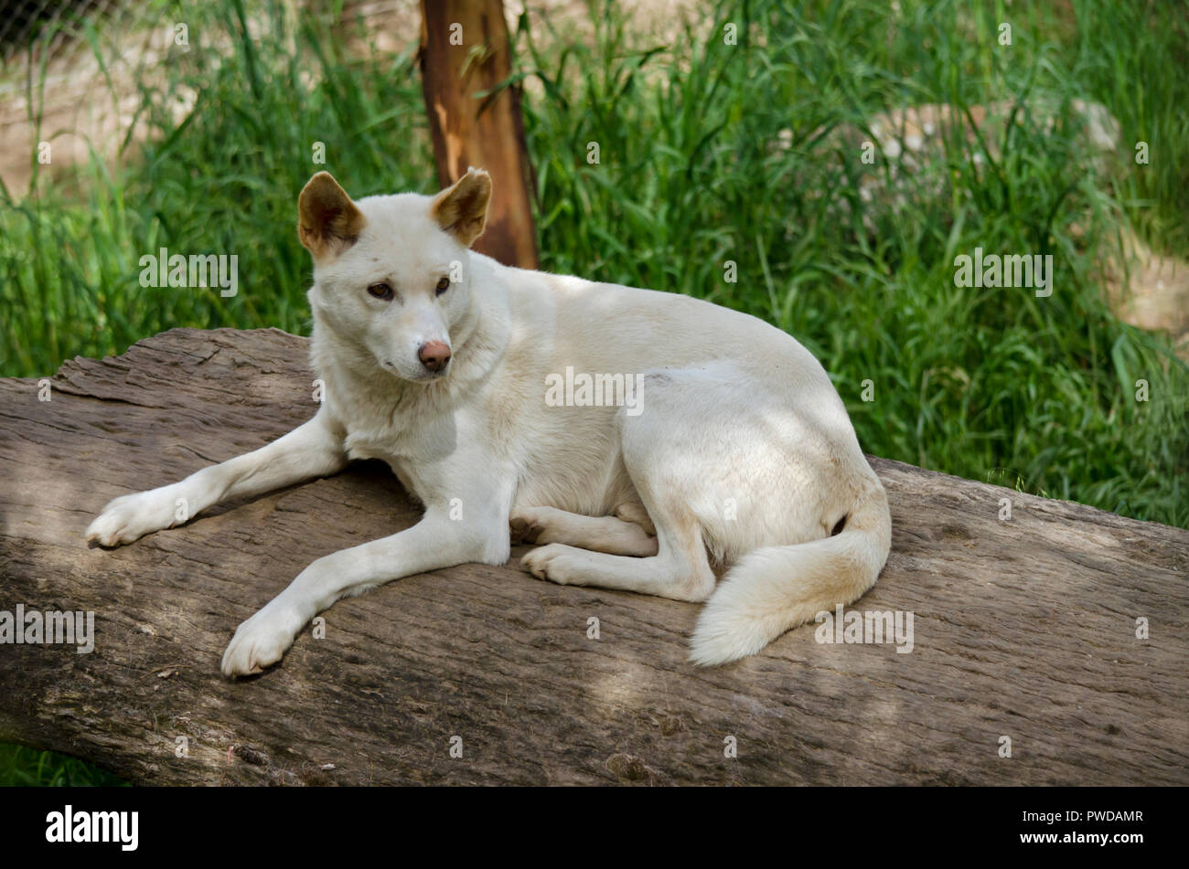 White Dingo Dog