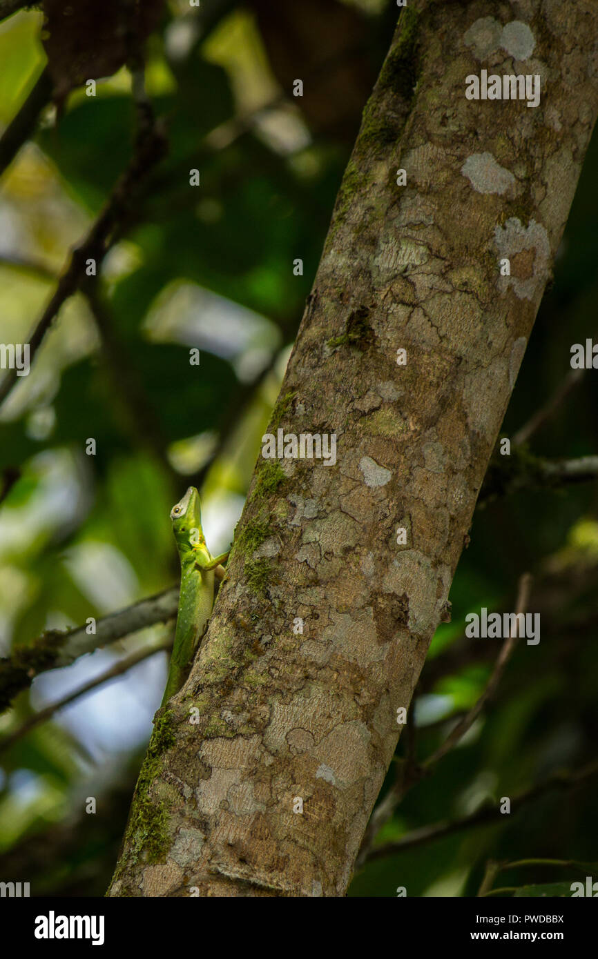 Ants on the tree hi-res stock photography and images - Alamy