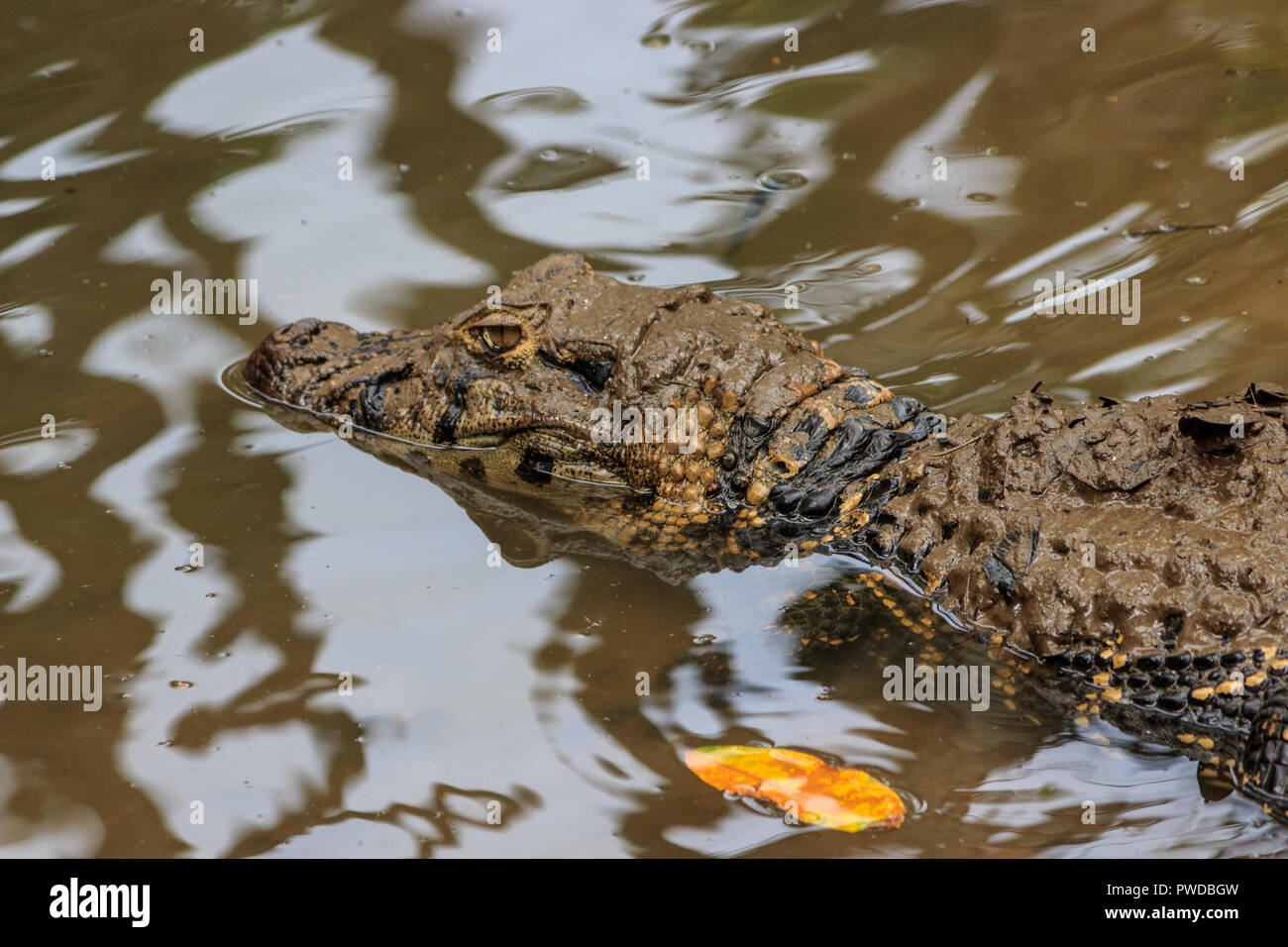 caiman in the amazon rainforest, ecuador Stock Photo - Alamy