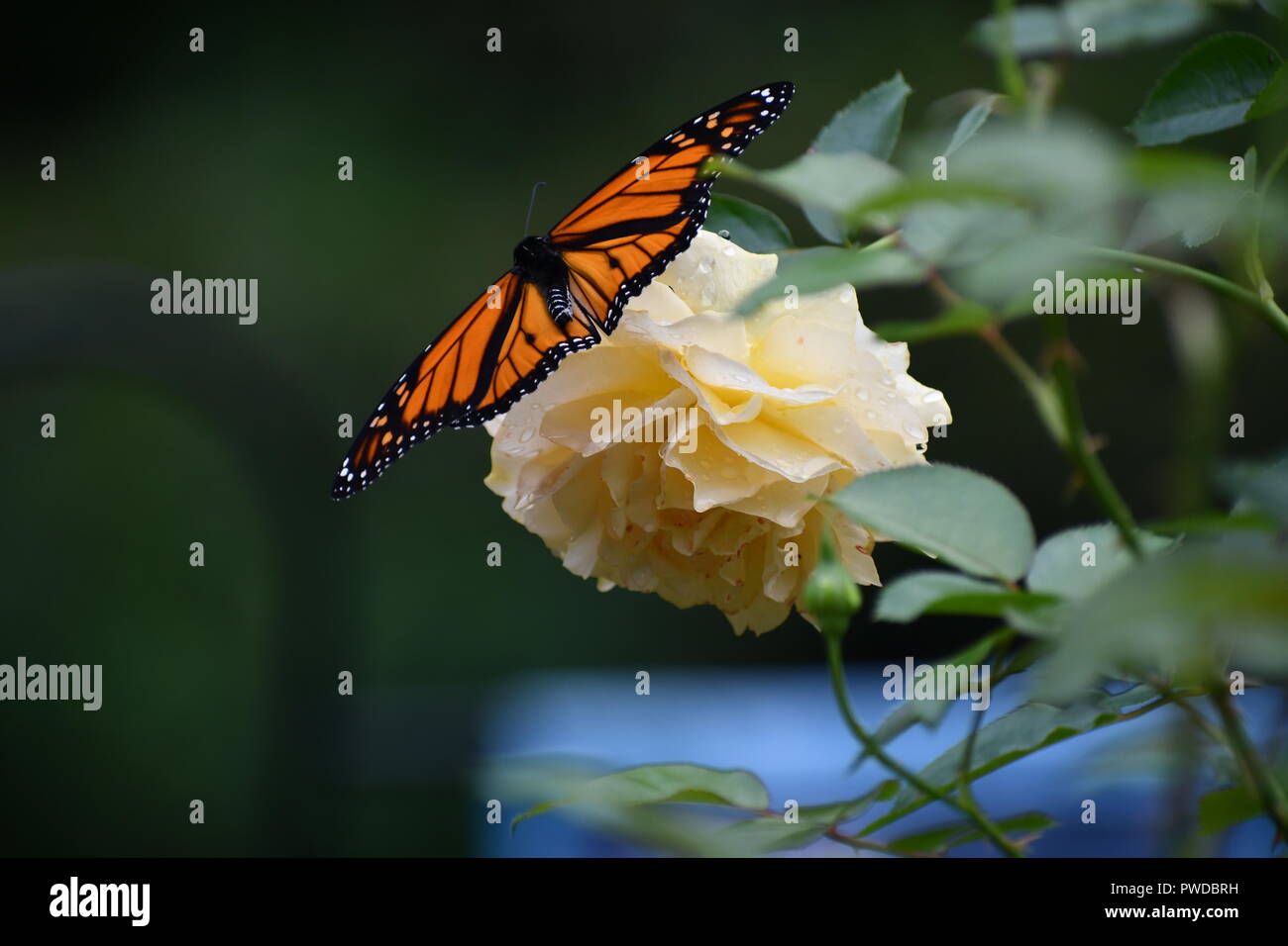 Butterfly and rose hi-res stock photography and images - Alamy