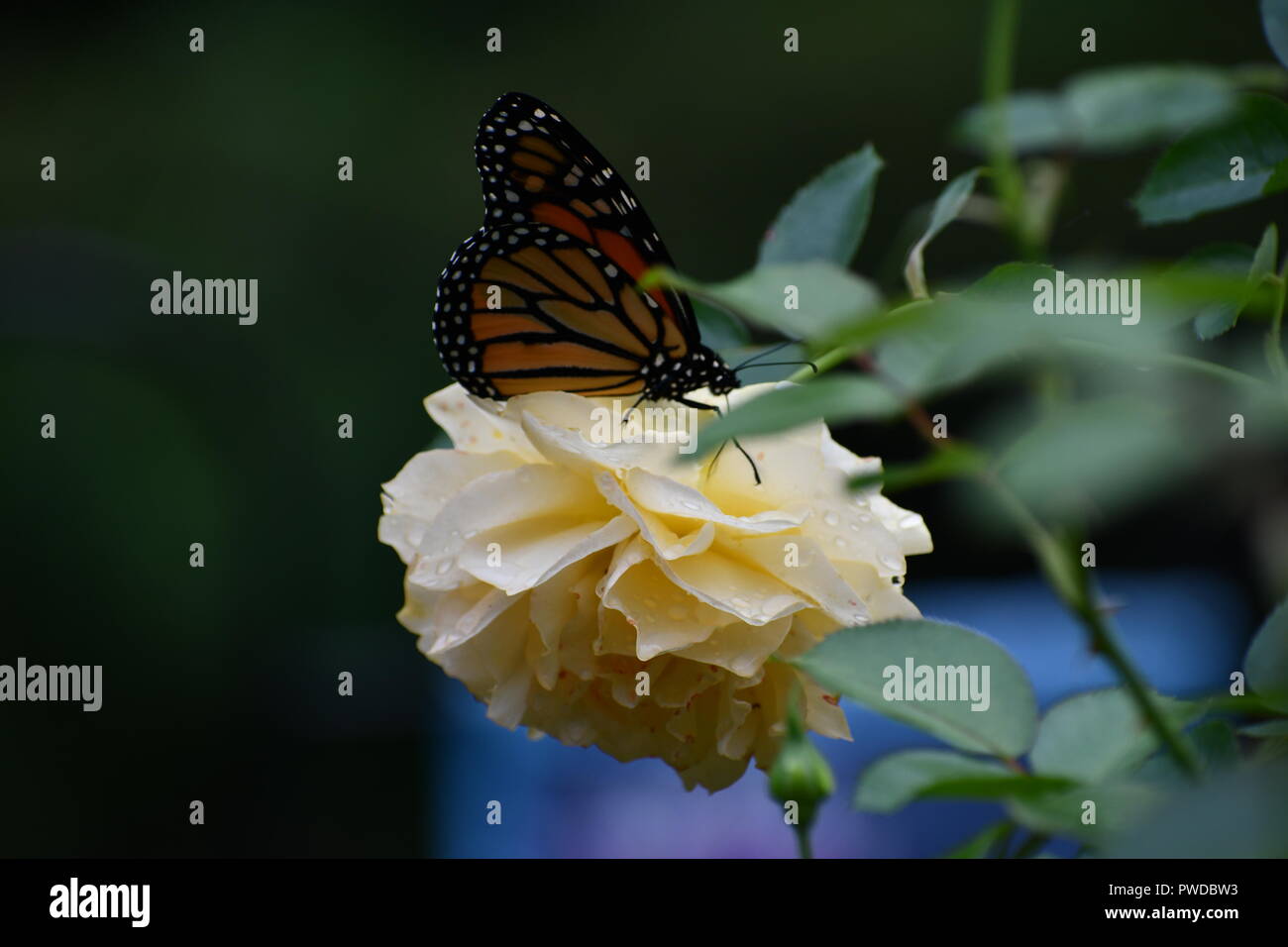 monarch butterfly on a yellow rose Stock Photo - Alamy