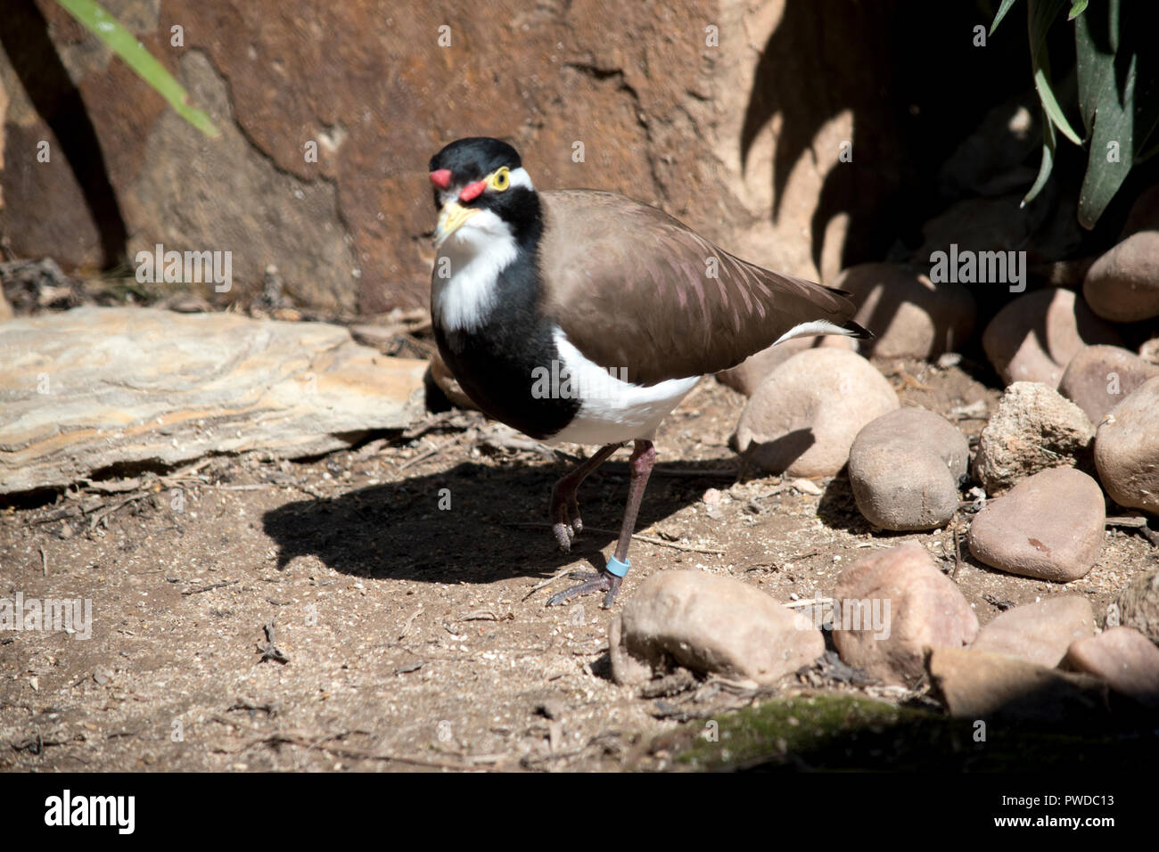 Lapwing black hi-res stock photography and images - Alamy