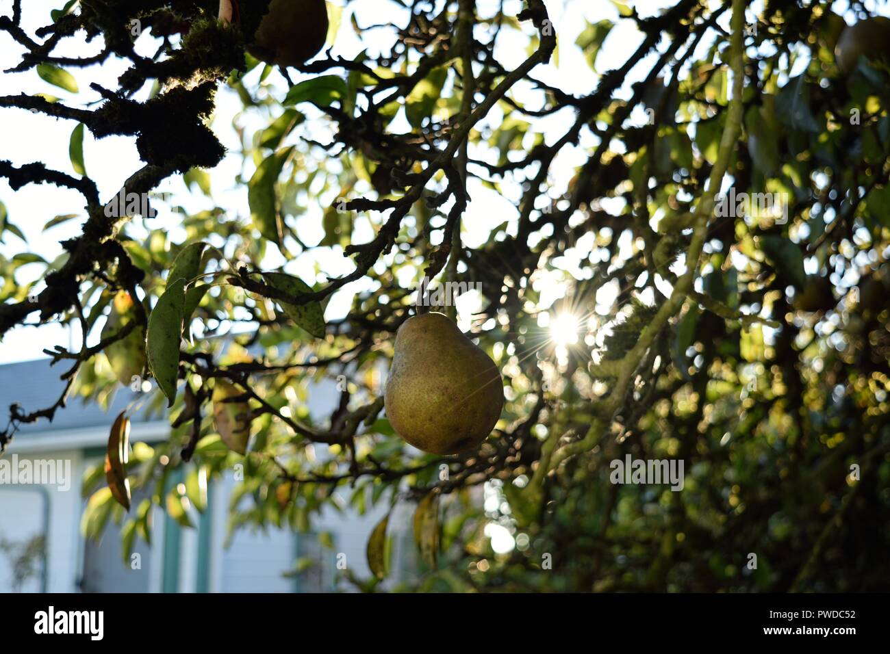 Little rays of sun light peaking through the pear tree Stock Photo - Alamy