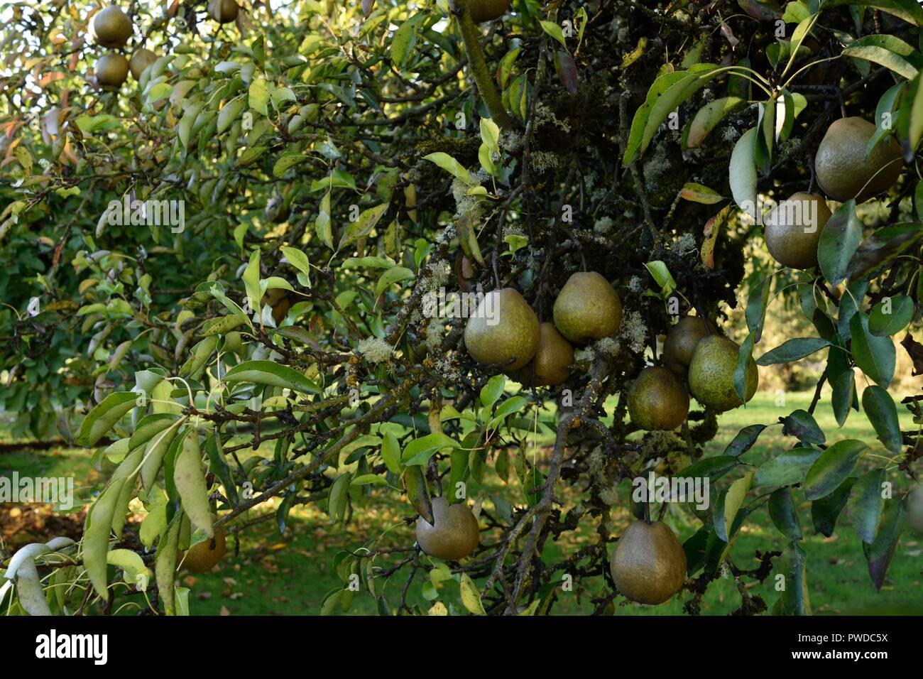 Pears fruit pear home grown hi-res stock photography and images - Alamy