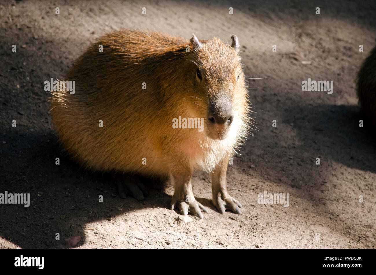 the capybara is sitting down resting on the dirt Stock Photo - Alamy