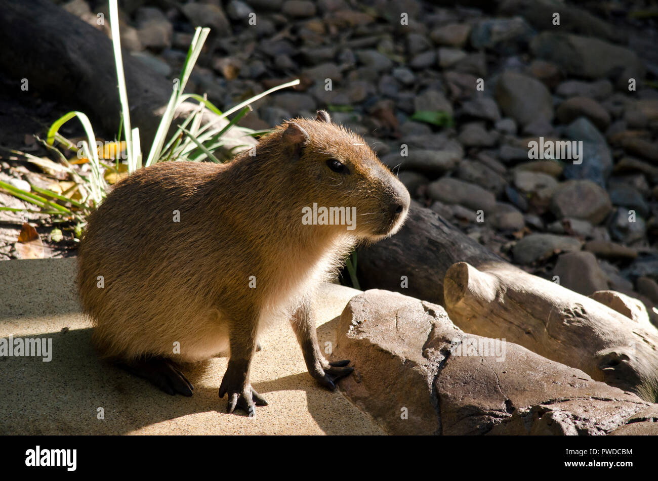 the capybara is sitting down resting on the dirt Stock Photo - Alamy