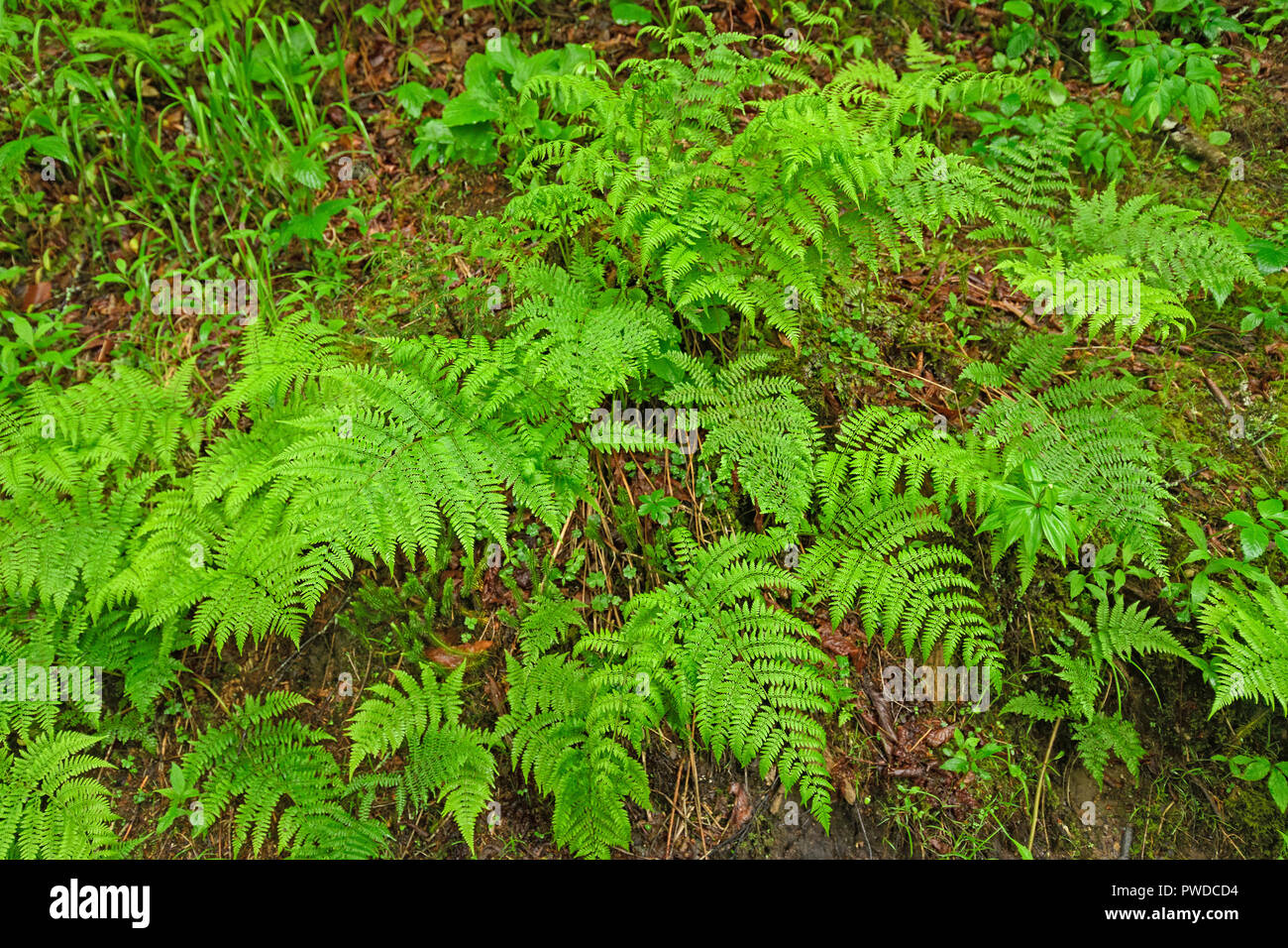 Appalachian trail mist hi-res stock photography and images - Alamy
