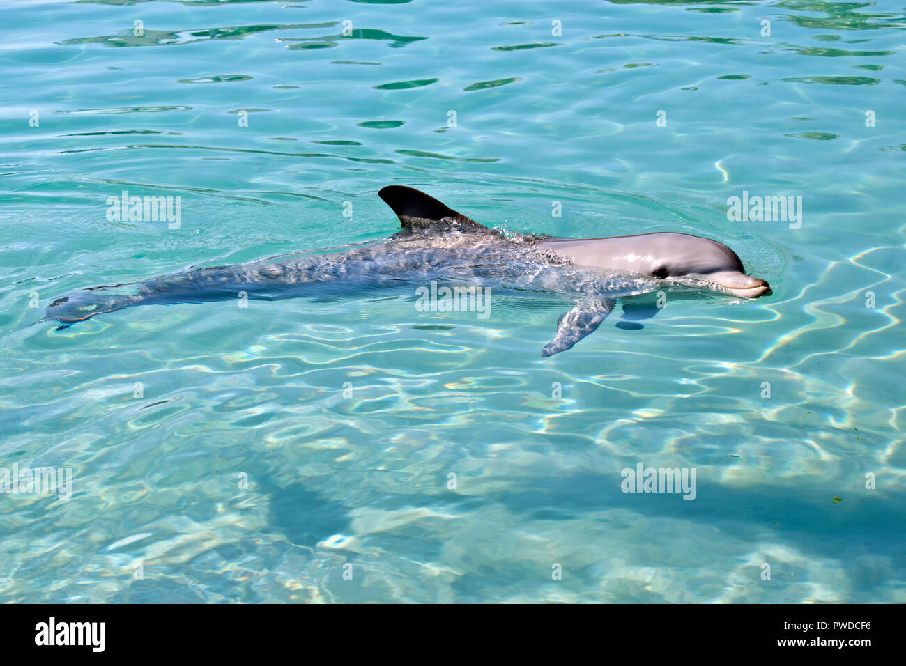 this is a side view of a bottlenose dolphin Stock Photo - Alamy