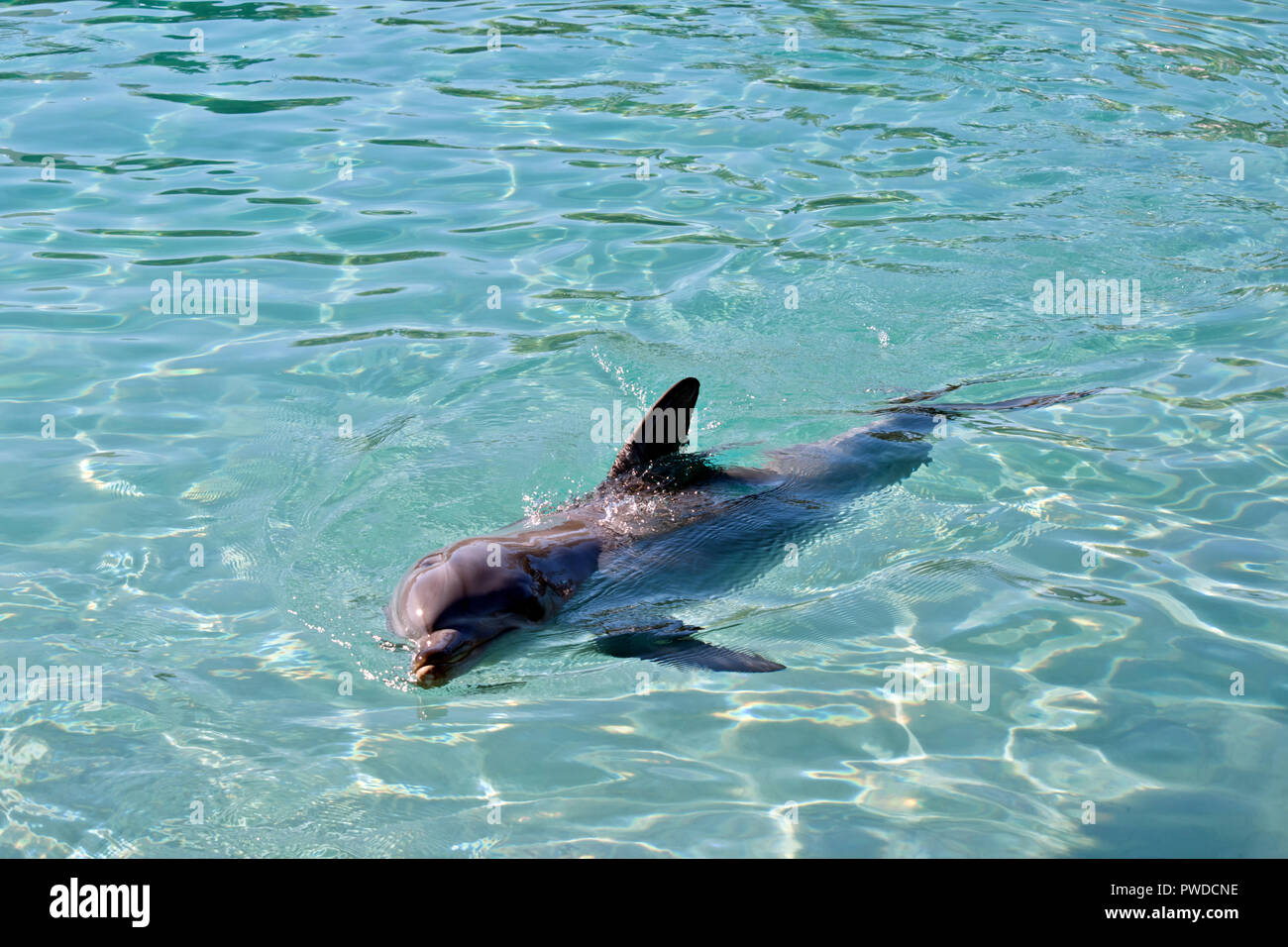 the bottlenose dolphin is swimming on its side Stock Photo - Alamy