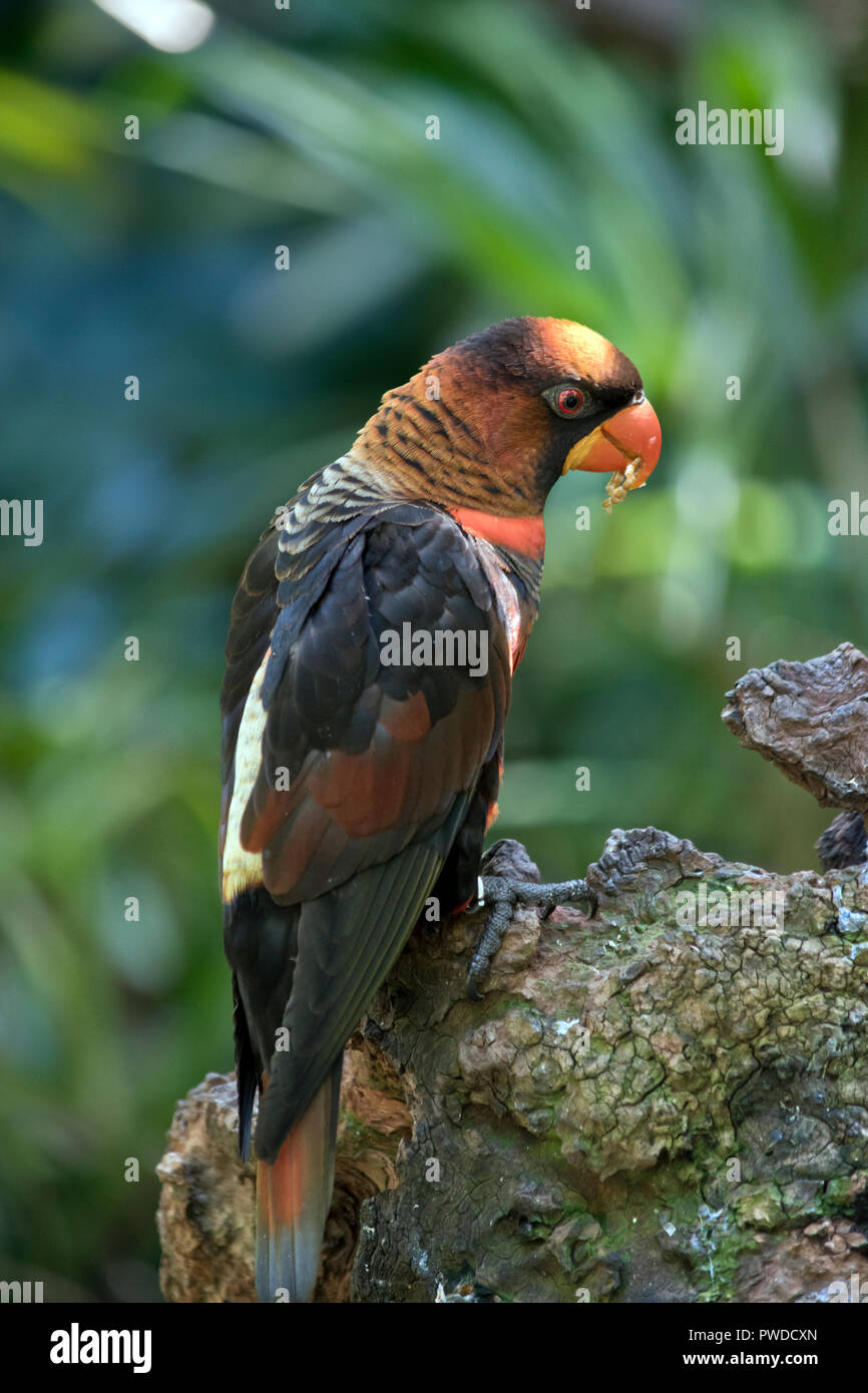 this is a side view of a malabar parakeet Stock Photo - Alamy