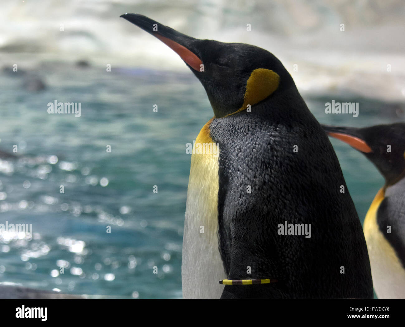this is a close up of an emperor penguins Stock Photo - Alamy