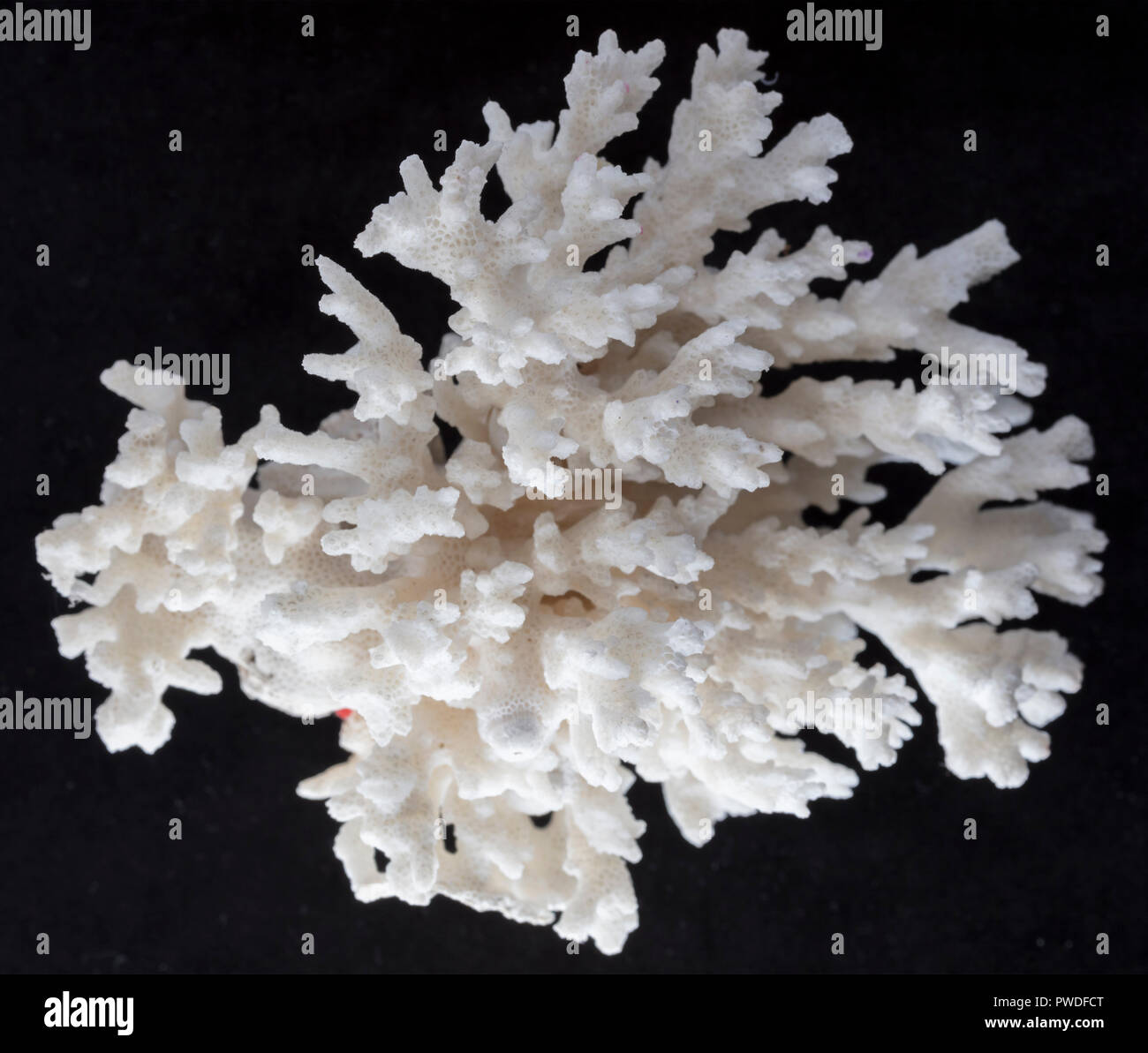 White coral hi-res stock photography and images - Alamy