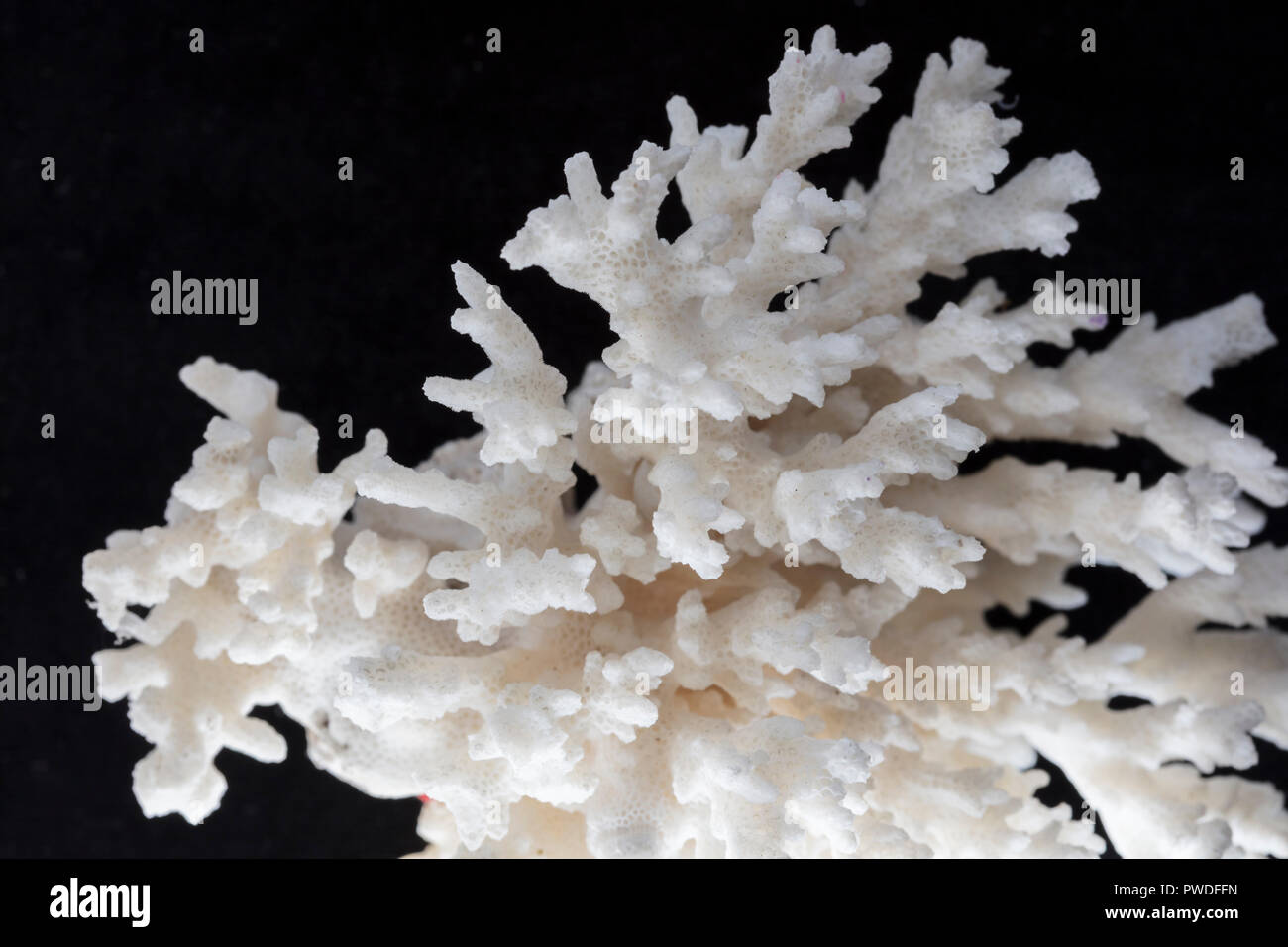 White coral hi-res stock photography and images - Alamy