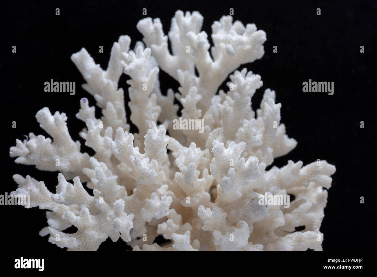 White coral sea hi-res stock photography and images - Alamy