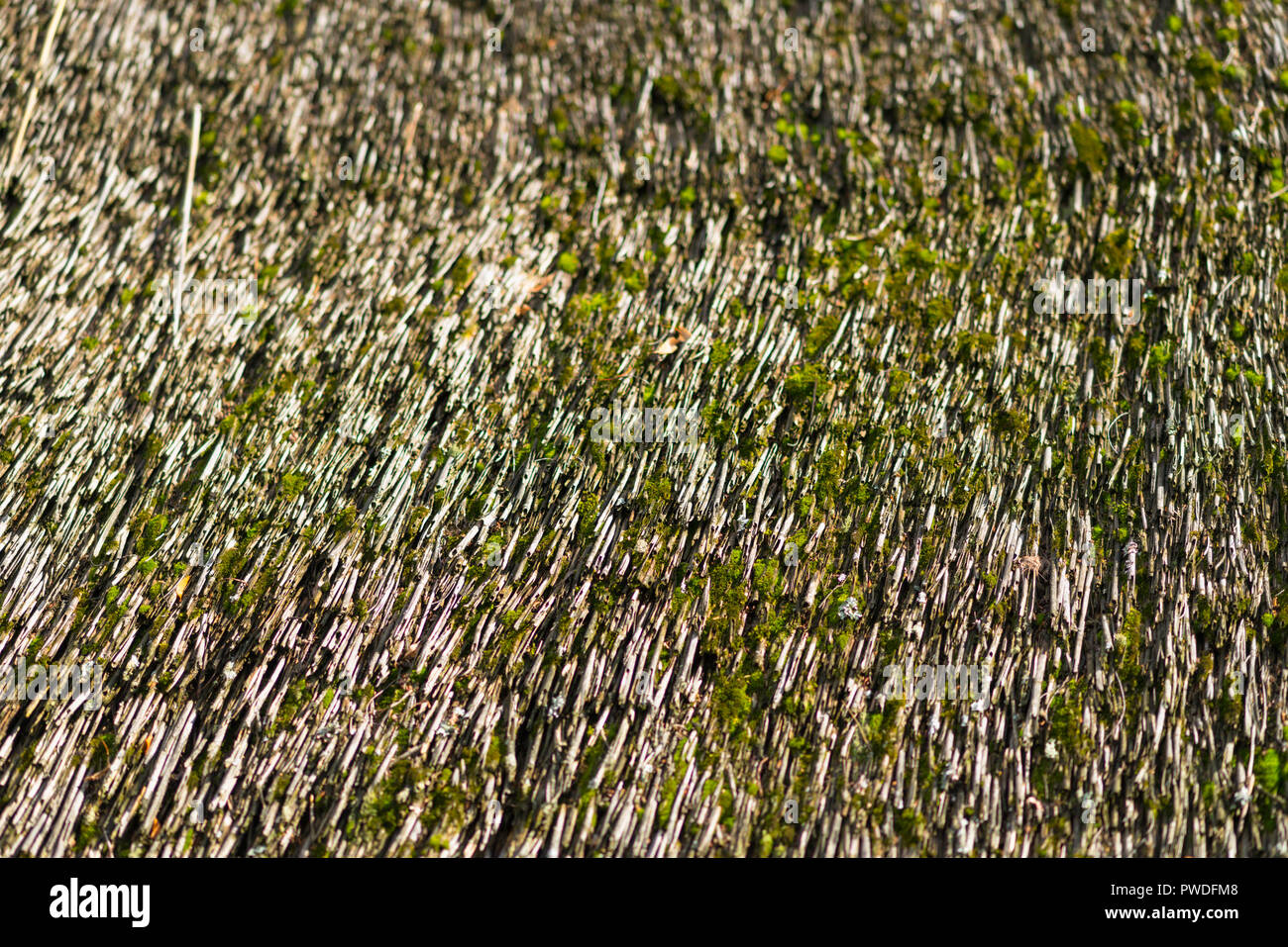 Close up detail of a straw thatched roof with old reeds covered in ...