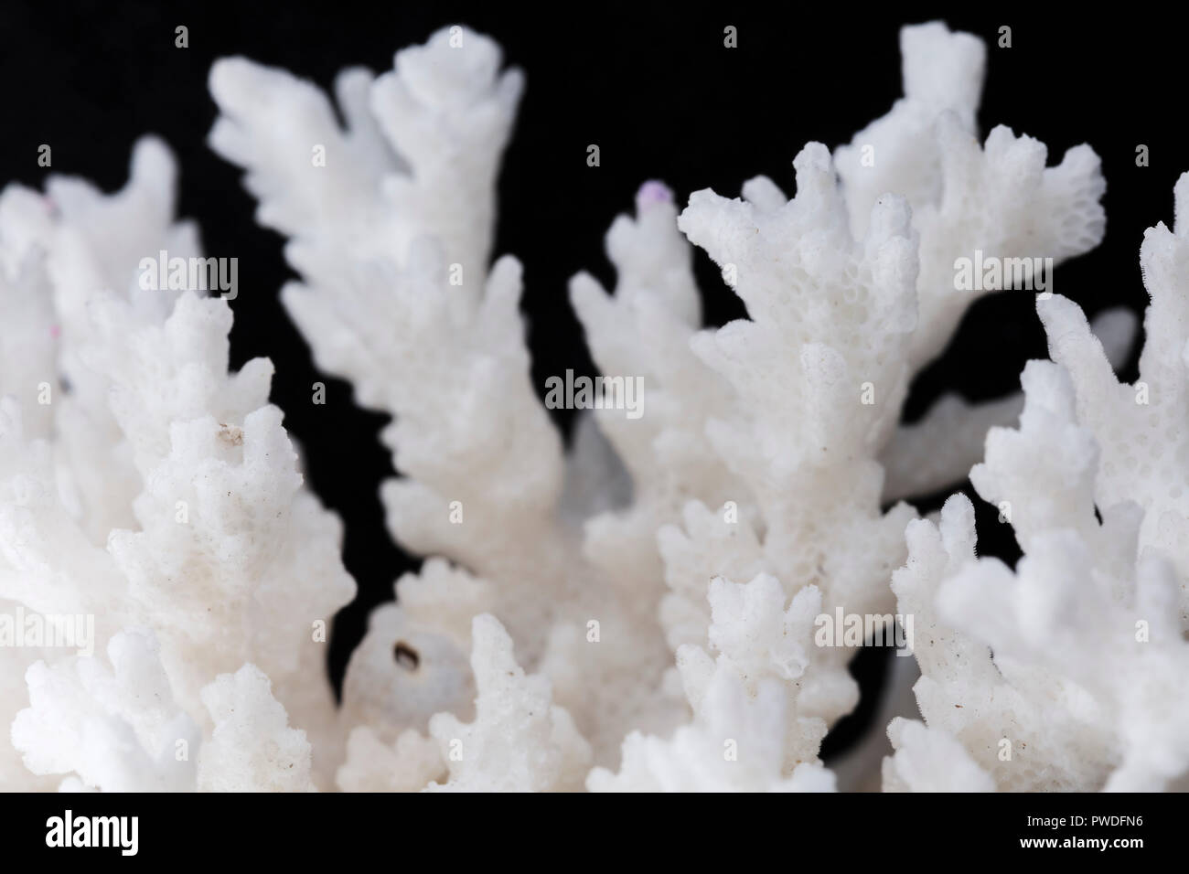 White coral ocean hi-res stock photography and images - Alamy
