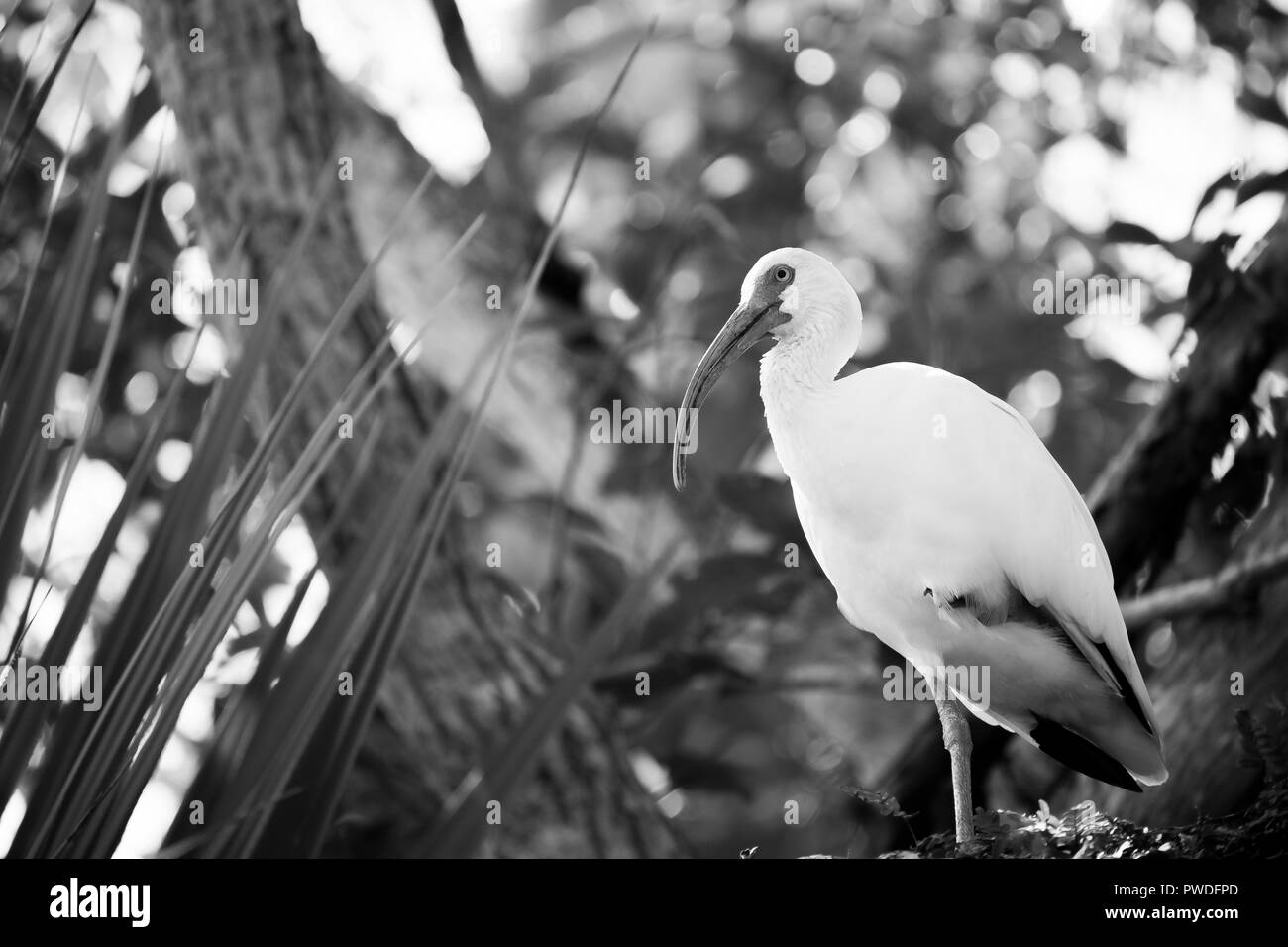 Flying wading birds Black and White Stock Photos & Images - Alamy