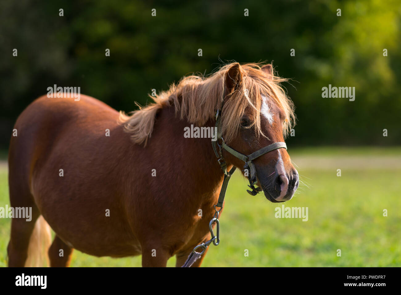 Chestnut pony or horse wearing a halter standing in the sunshine in a ...