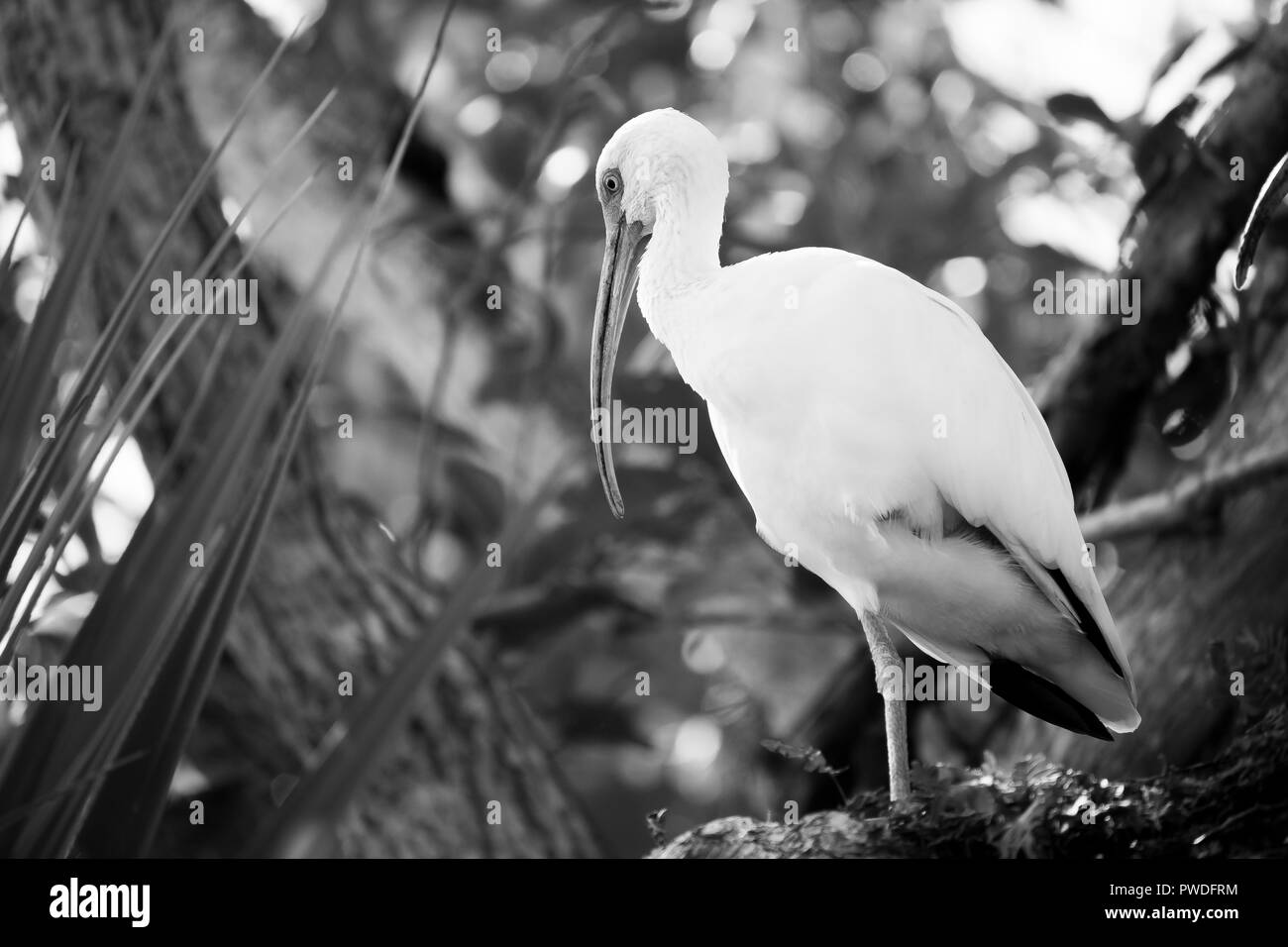 Flying wading birds Black and White Stock Photos & Images - Alamy