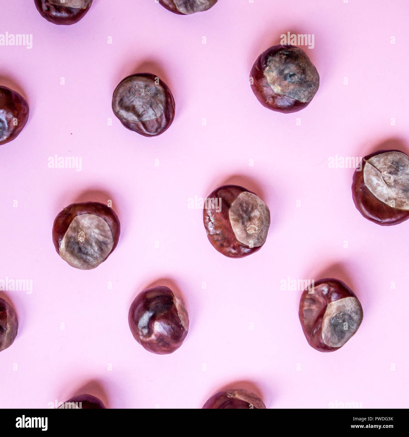 Geometric pattern with chestnut seeds, autumn pink background Stock ...