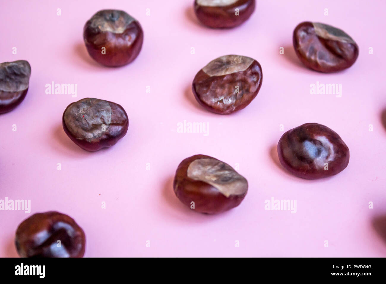Geometric pattern with chestnut seeds, autumn pink background Stock ...