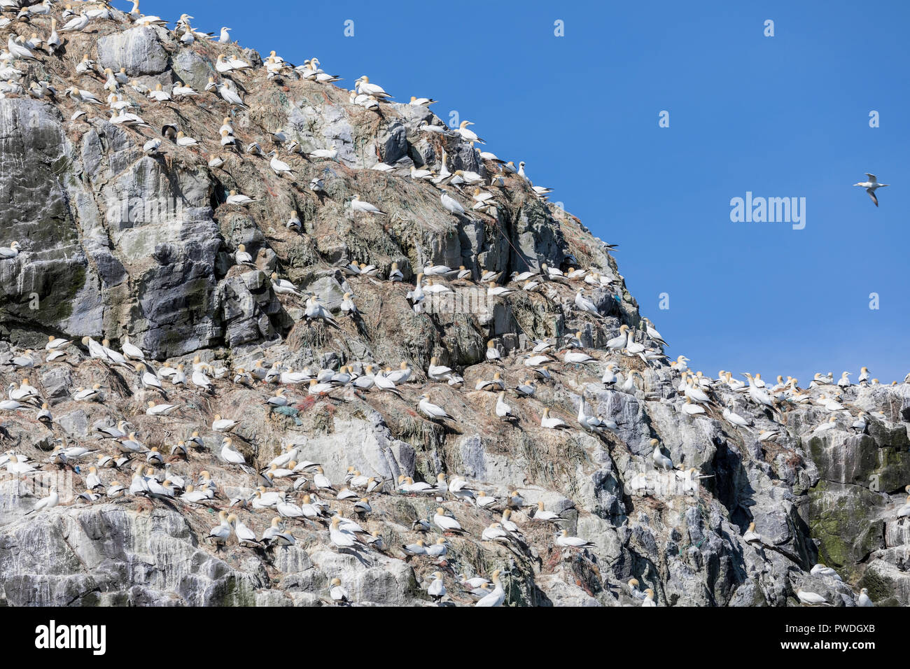 Gannet colony on Grassholm Island, Pembrokeshire Stock Photo - Alamy